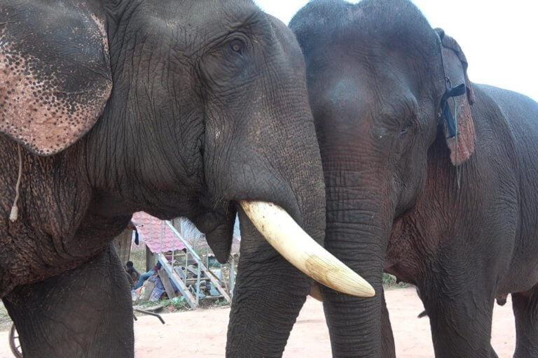 ELEPHANT RESCUE - Elephant Conservation Center