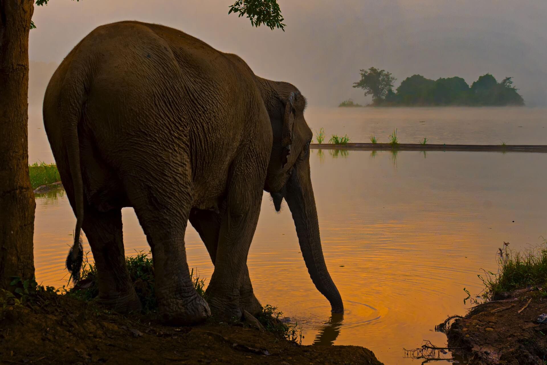 Home - Elephant Conservation Center