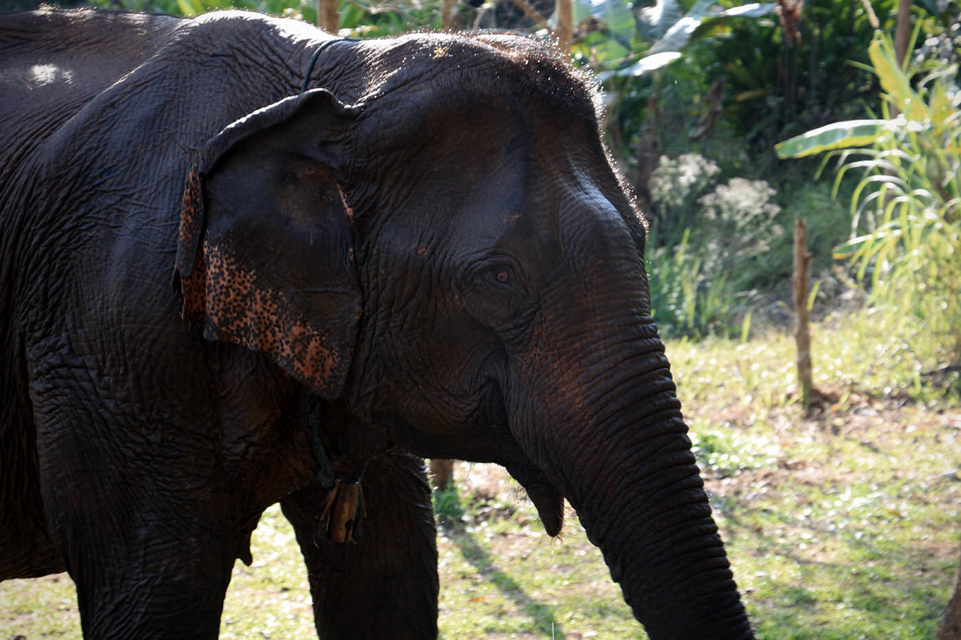 Mae Dok - Elephant Conservation Center