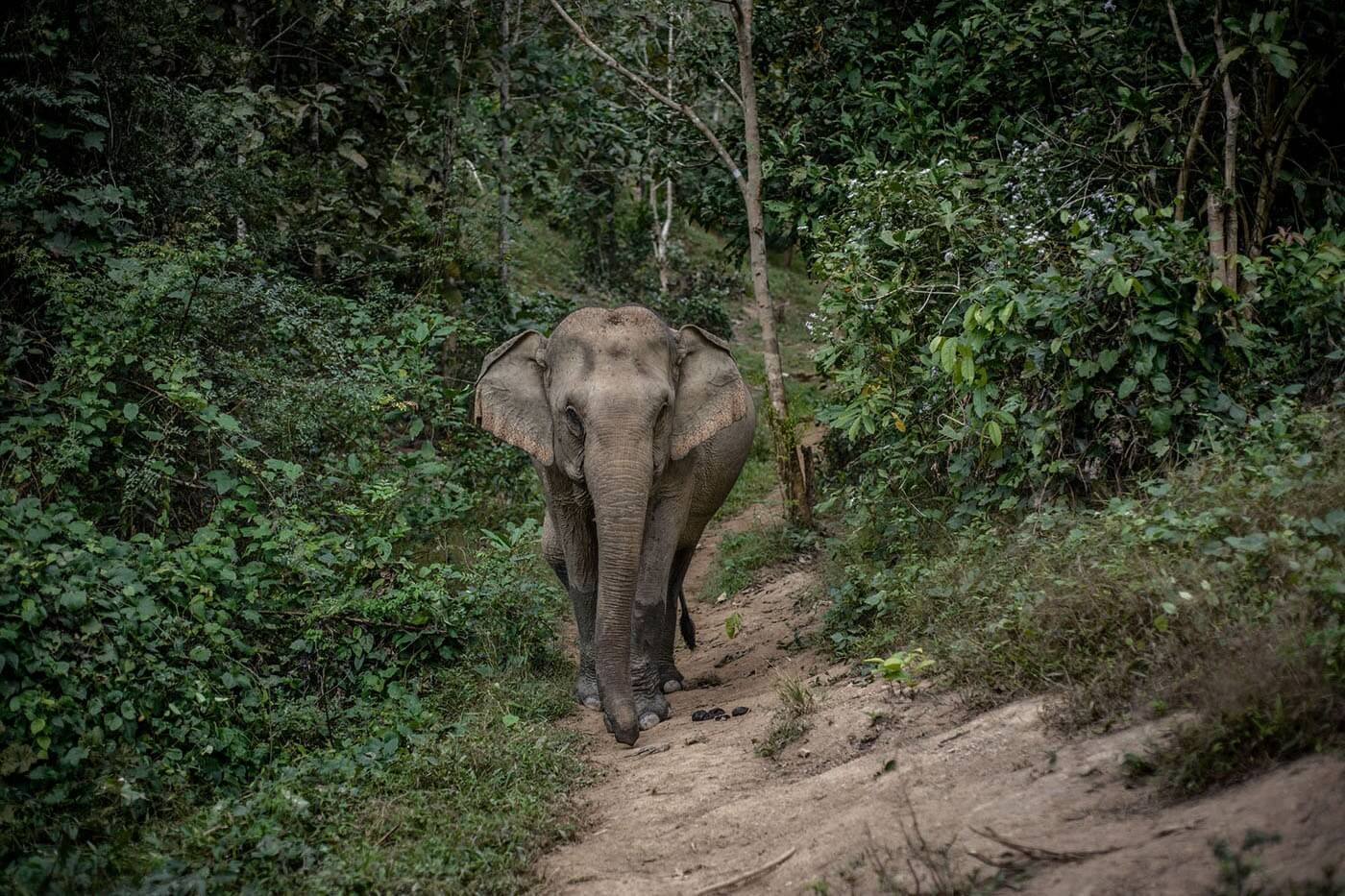 Mae Kham Pheng - Elephant Conservation Center