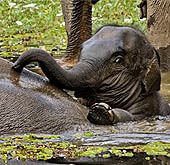 POSITIVE REINFORCEMENT - Elephant Conservation Center
