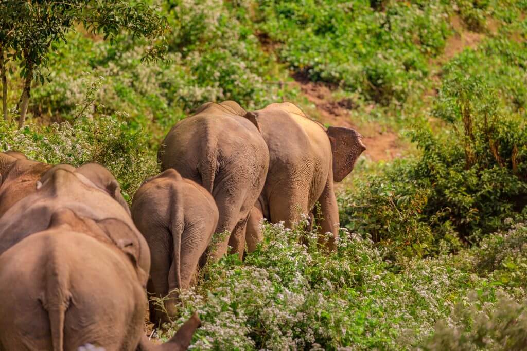 13 Elephants rescued from Middle-Eastern Zoo - Elephant Conservation Center