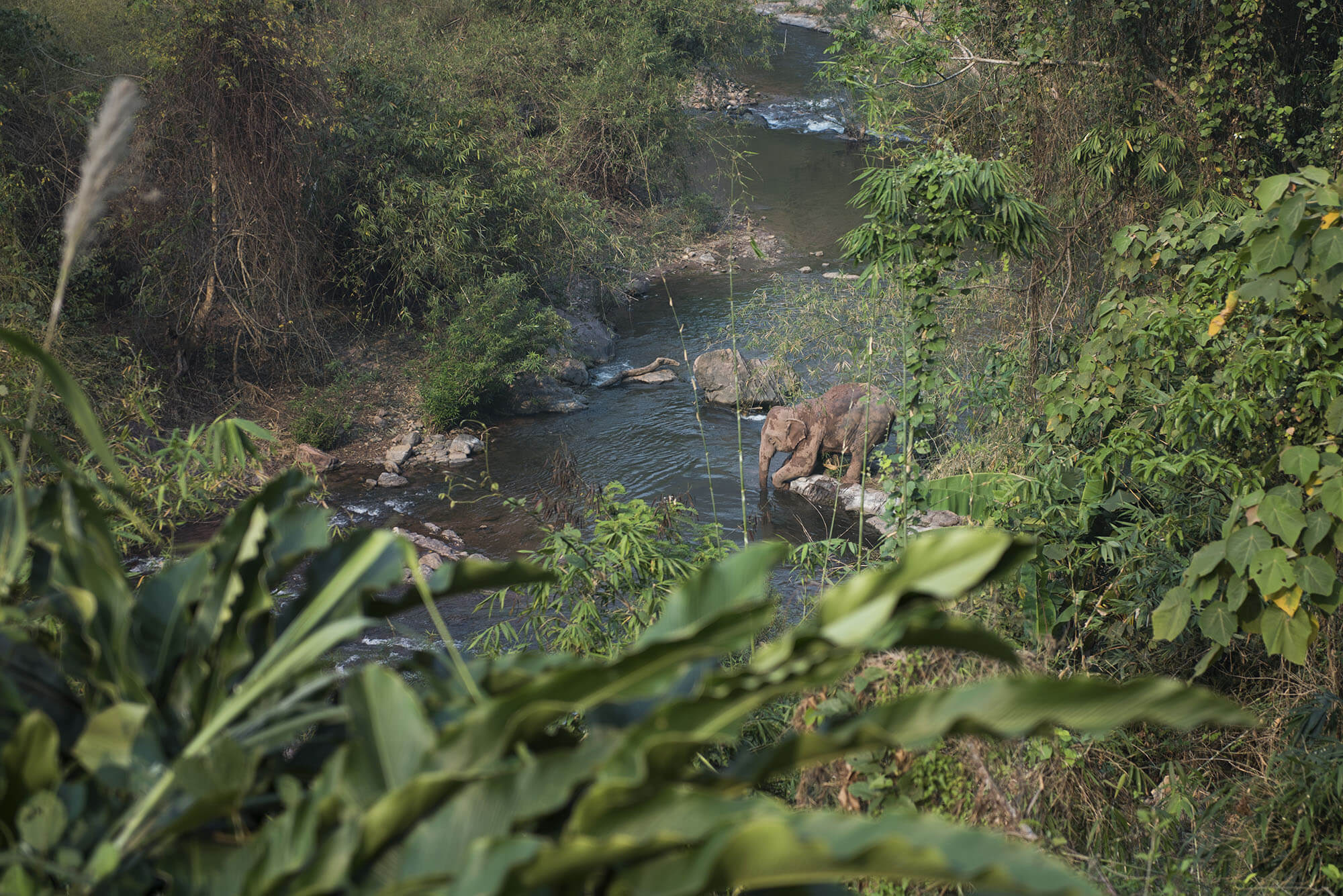 COMMUNITIES - Elephant Conservation Center