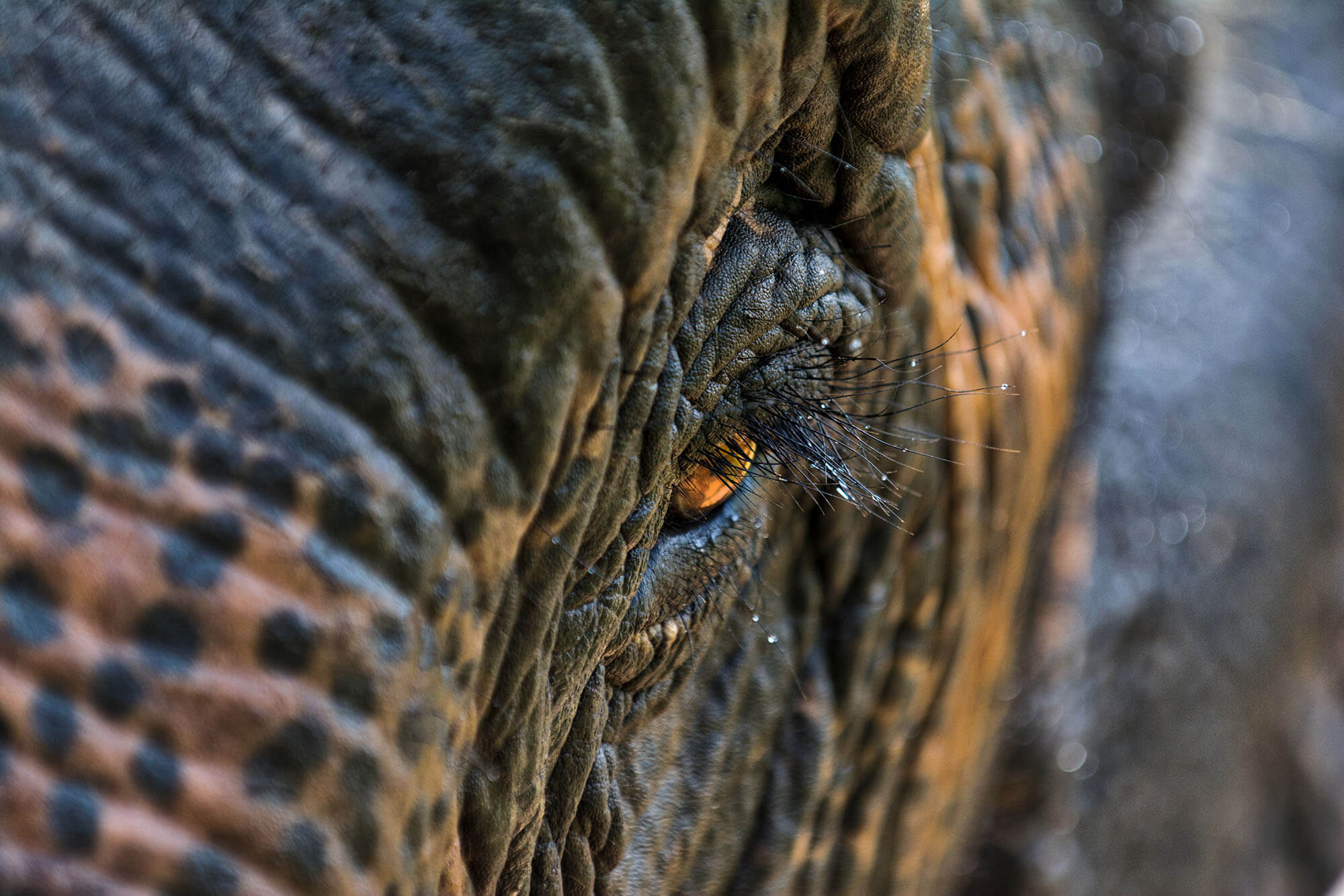 OUR VISION - Elephant Conservation Center