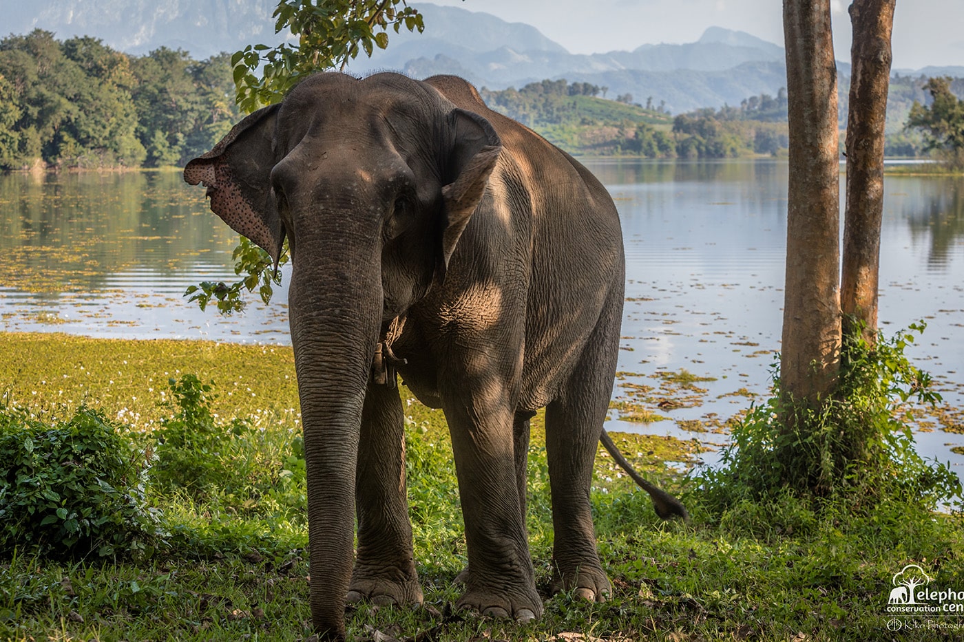 Mae Boua Phan - Elephant Conservation Center