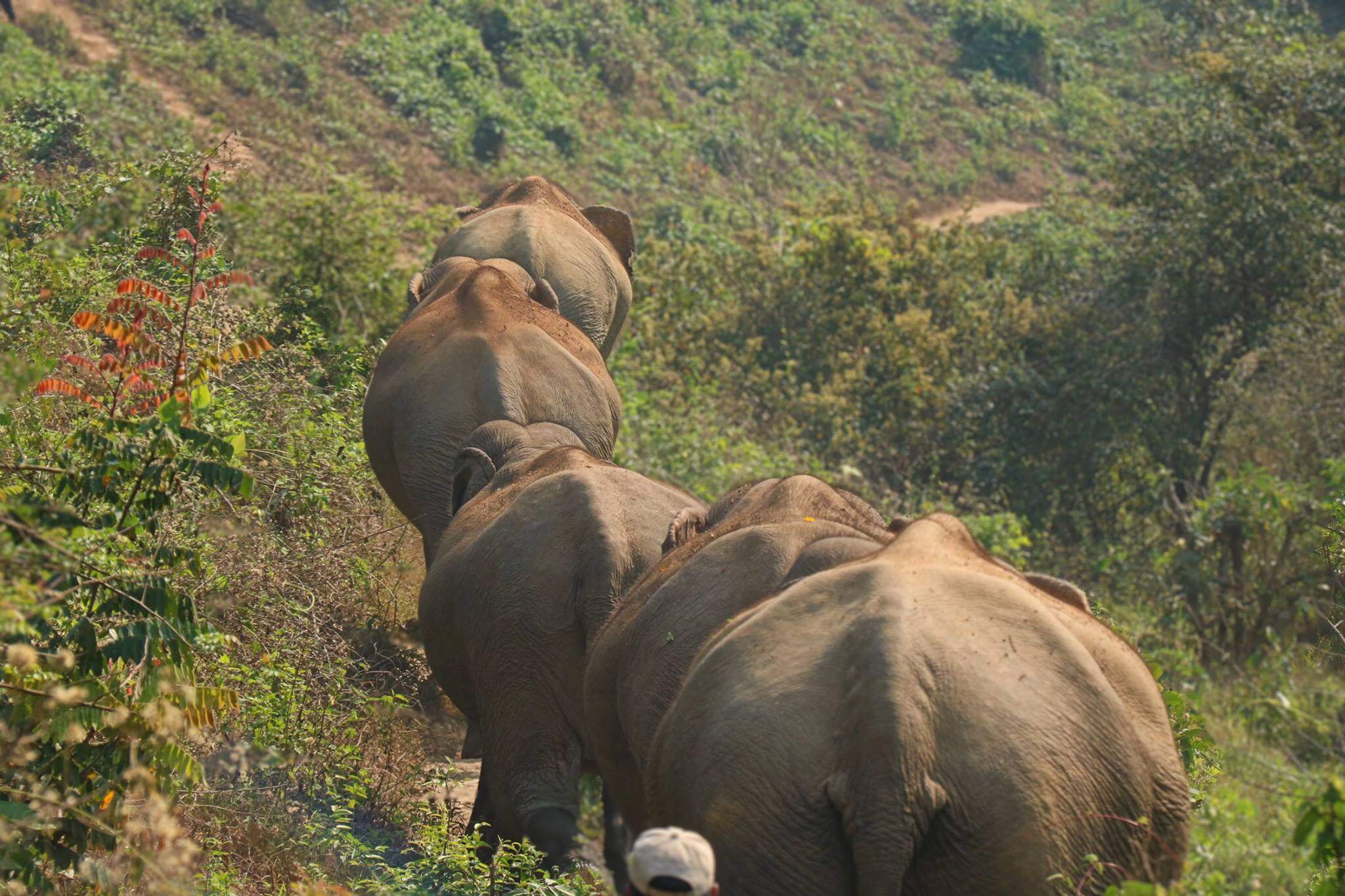 The story of our elephants return to the wild begins today! - Elephant ...