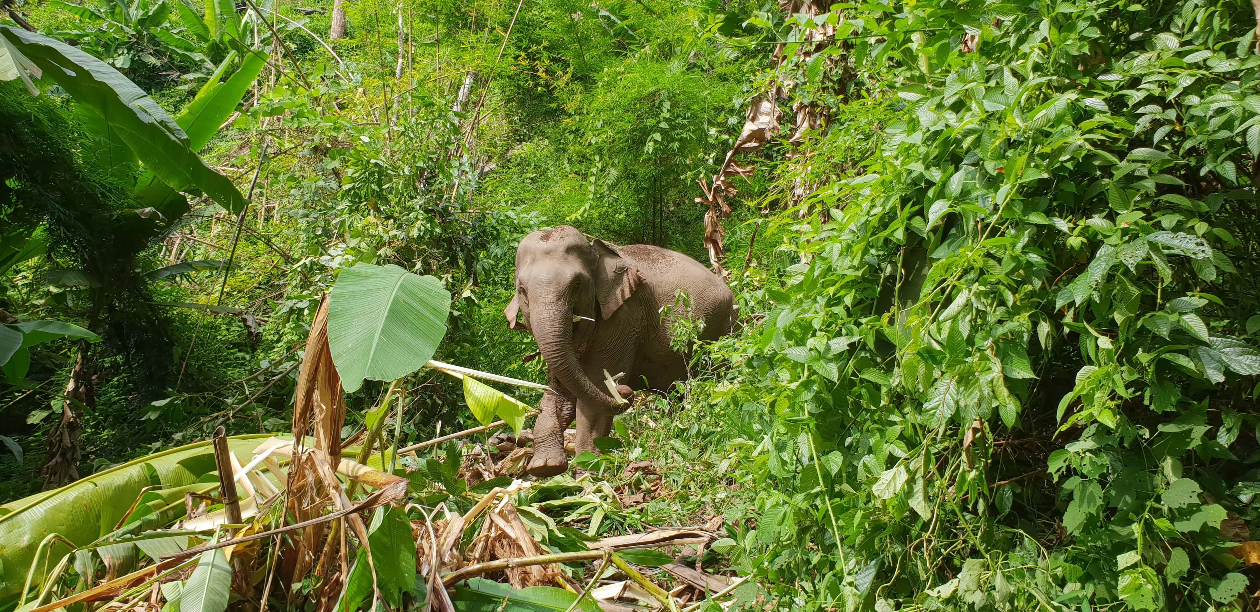 Releasing elephants into the wild, a world’s first? - Elephant ...