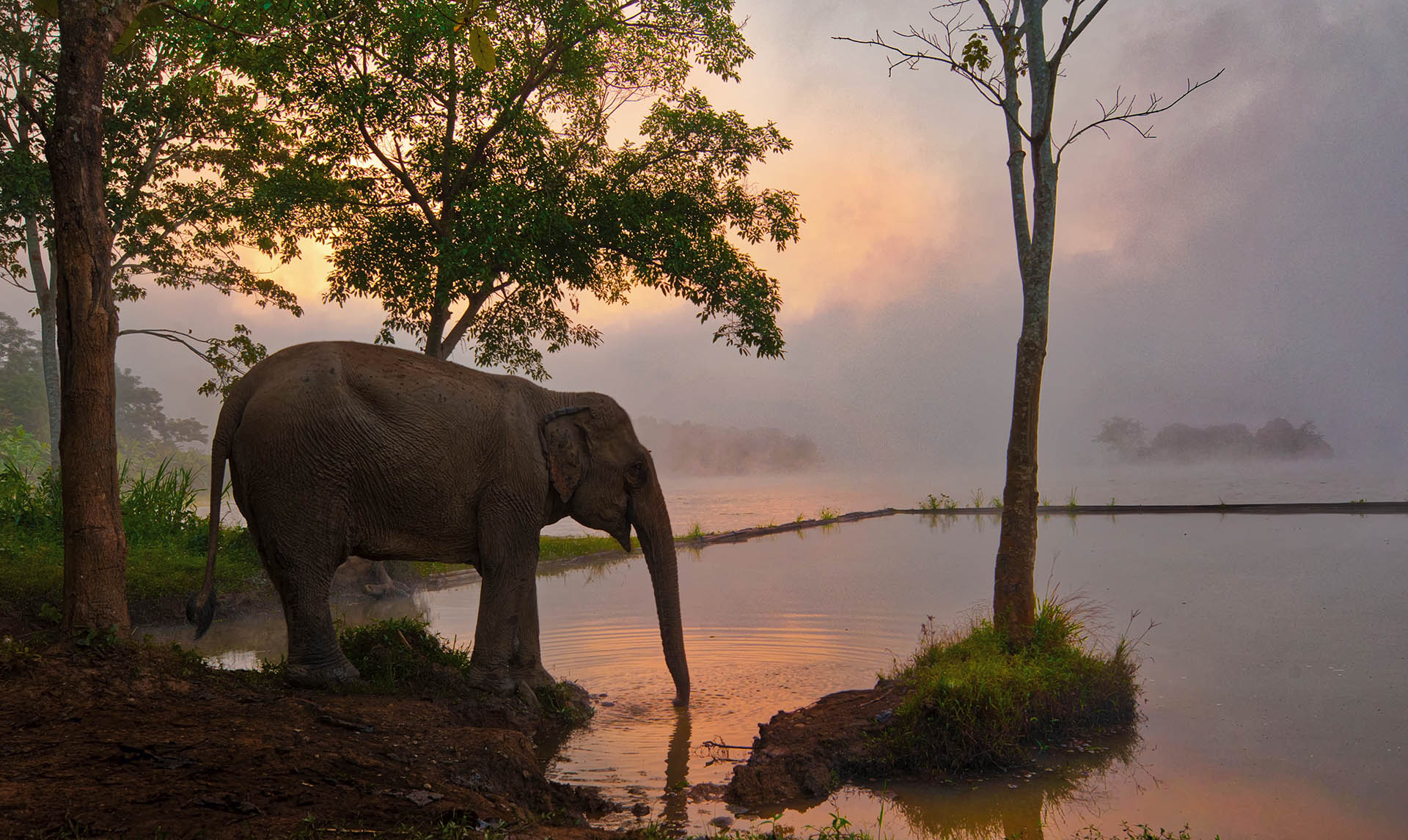 PROTECTING ELEPHANTS - Elephant Conservation Center