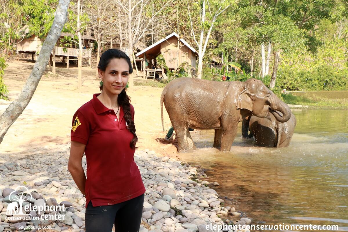 Saving the elephants in Laos - Elephant Conservation Center