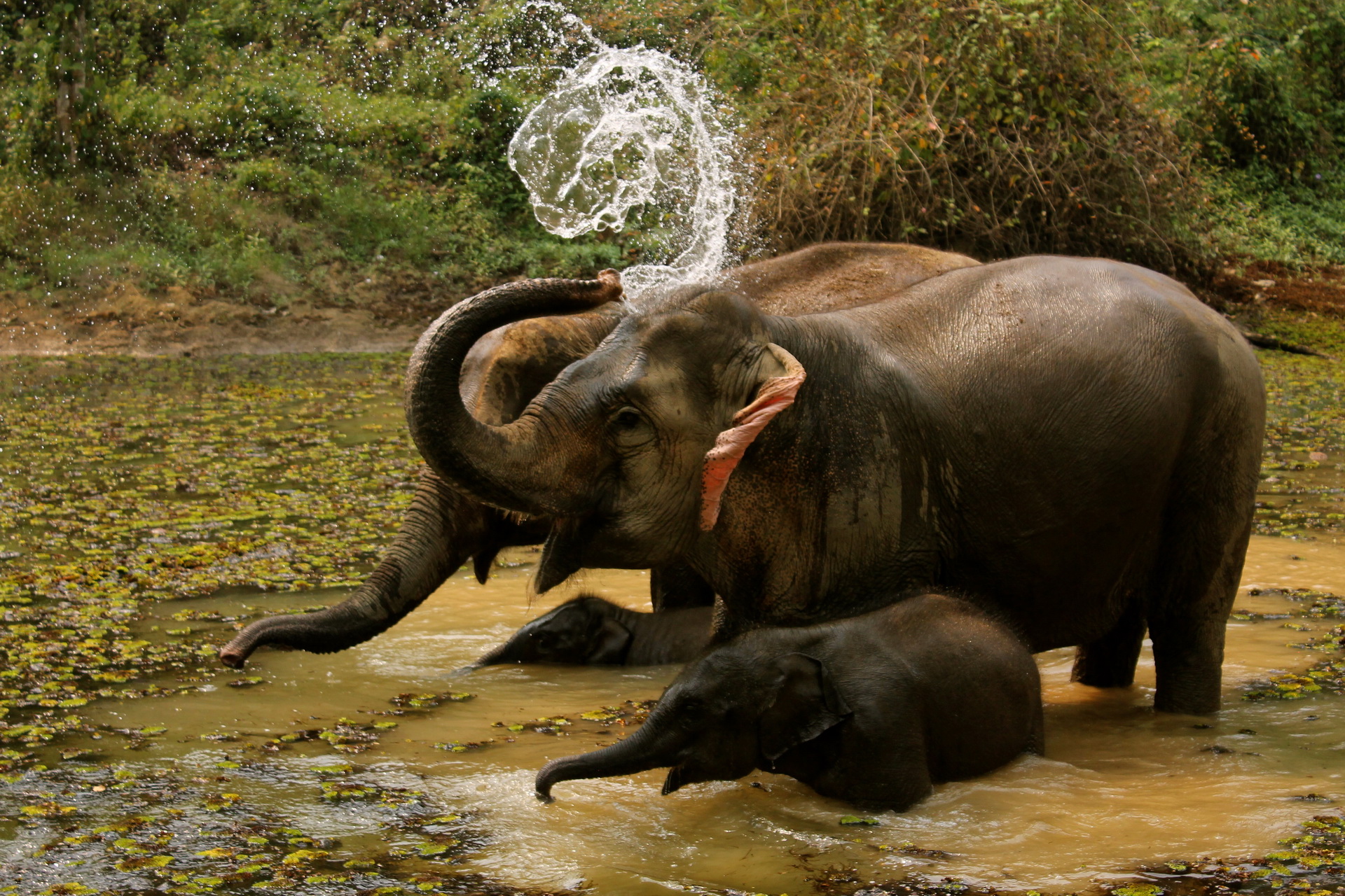 BOOK YOUR STAY - Elephant Conservation Center